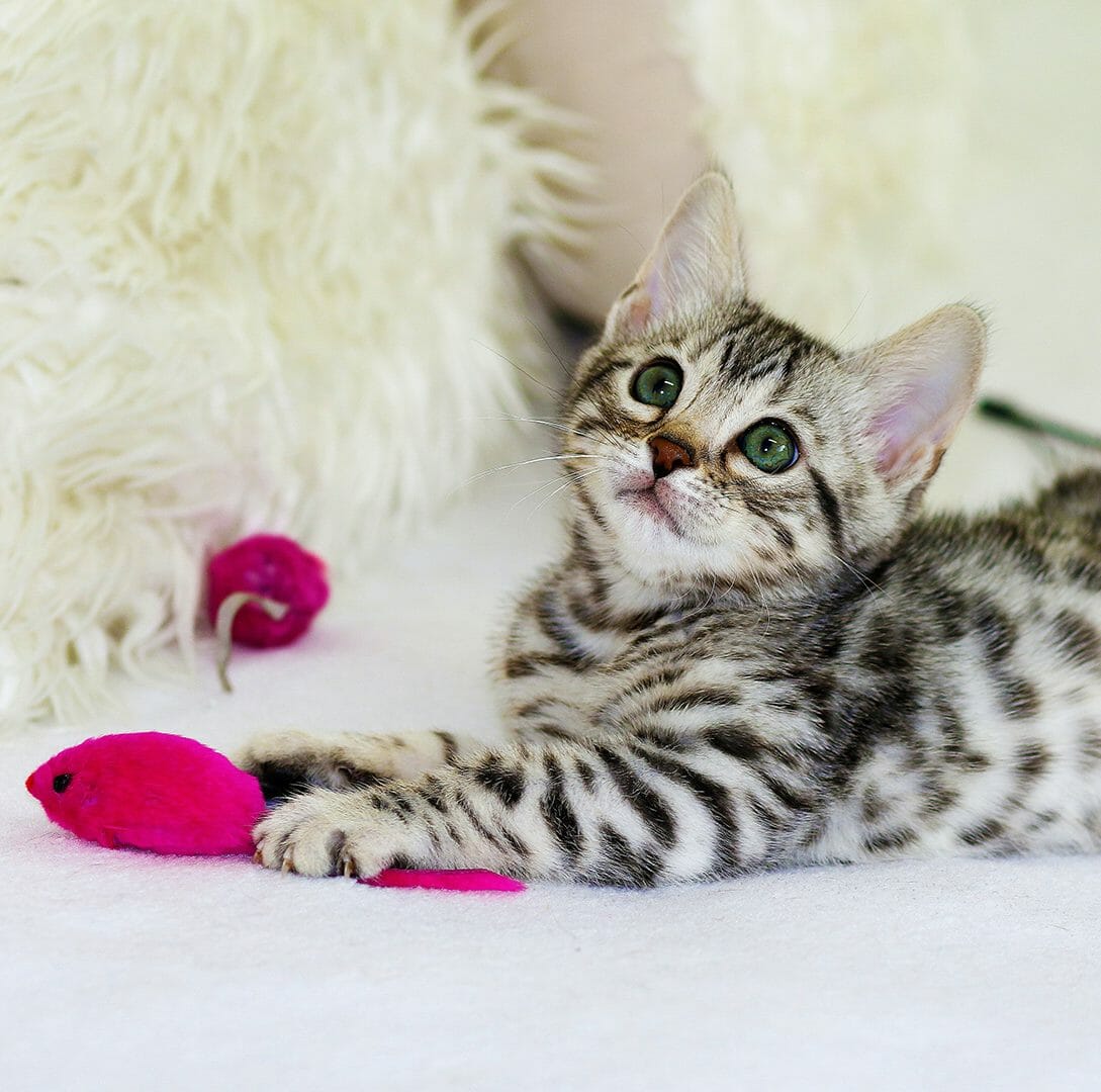 Wellbeing Kit for a Cat - Thornberry Animal Sanctuary