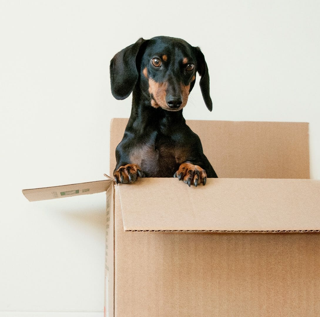 Essential Welcome Kit for a Dog - Thornberry Animal Sanctuary