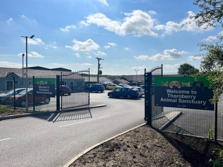 Adoptions in 2024 - Thornberry Animal Sanctuary