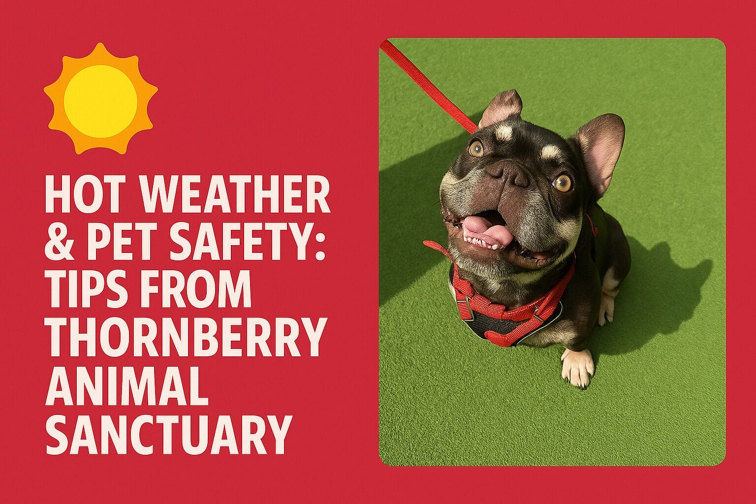 Hot Weather & Pet Safety: Tips from Thornberry Animal Sanctuary ...