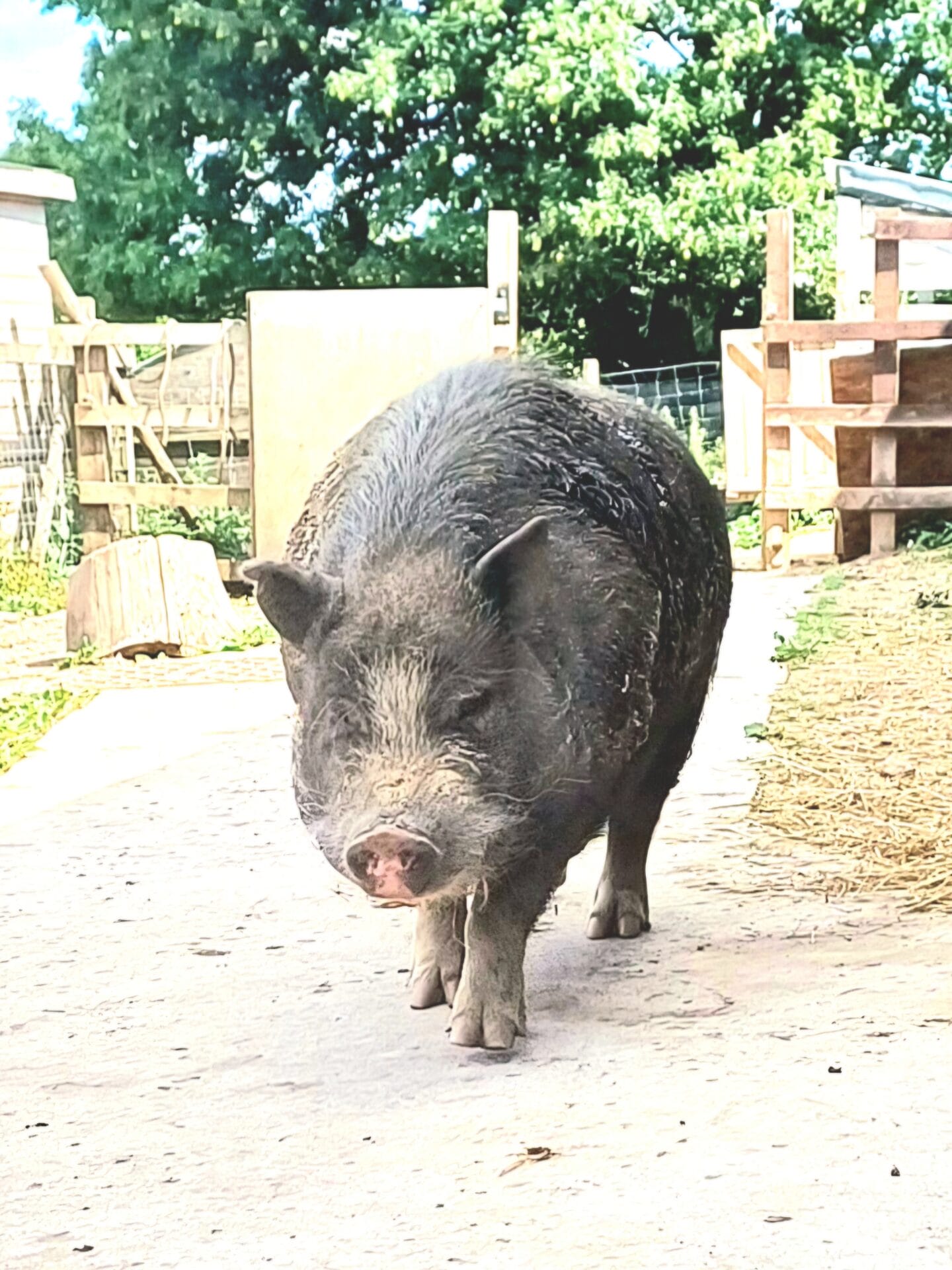 Rasher —3-Year-Old Neutered Male Pig - Thornberry Animal Sanctuary