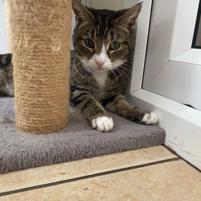 Elsa - Thornberry Animal Sanctuary