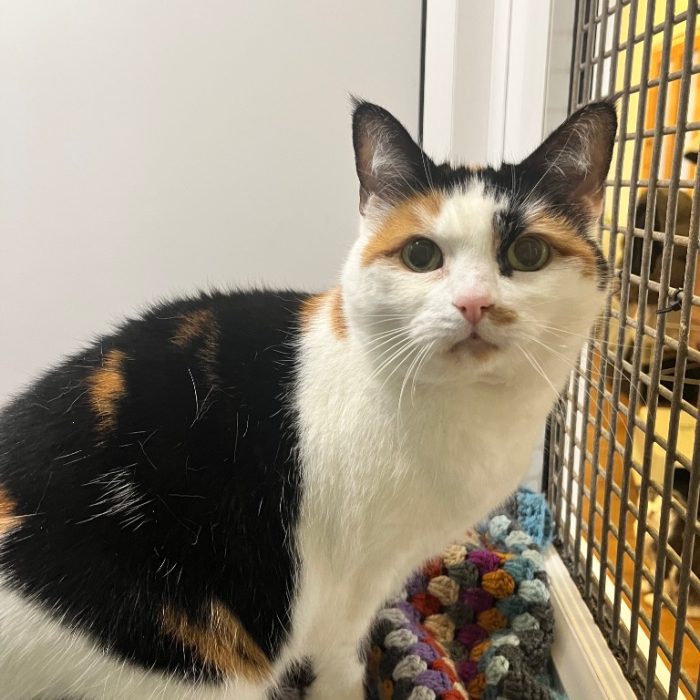 What Breed Is Ivy From Cats And Dogs