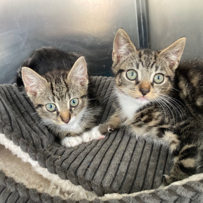 Thornberry Animal Sanctuary | Your Local Sheffield Animal Shelter